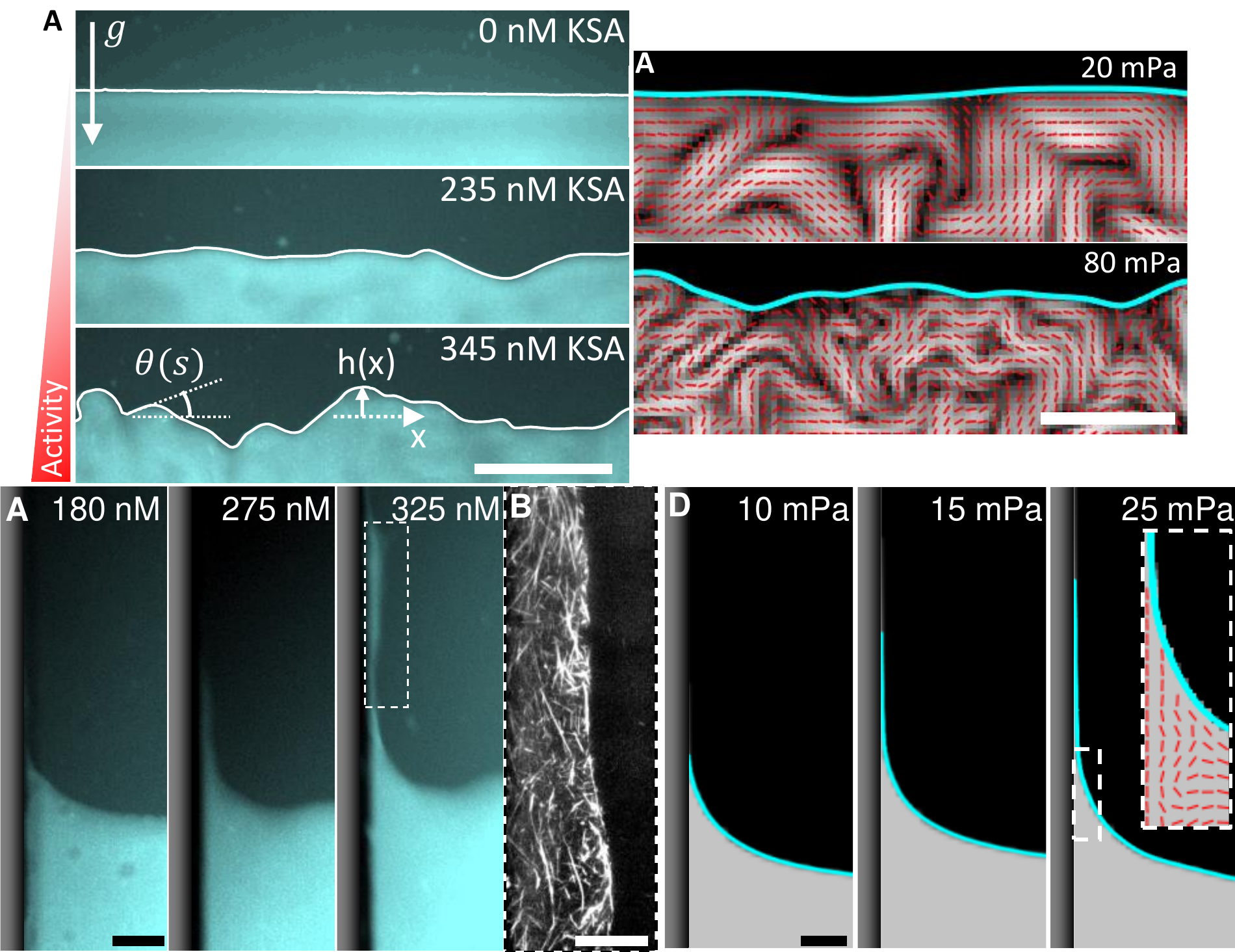 Dynamics of Active Liquid Interfaces | You Soft Matter Group