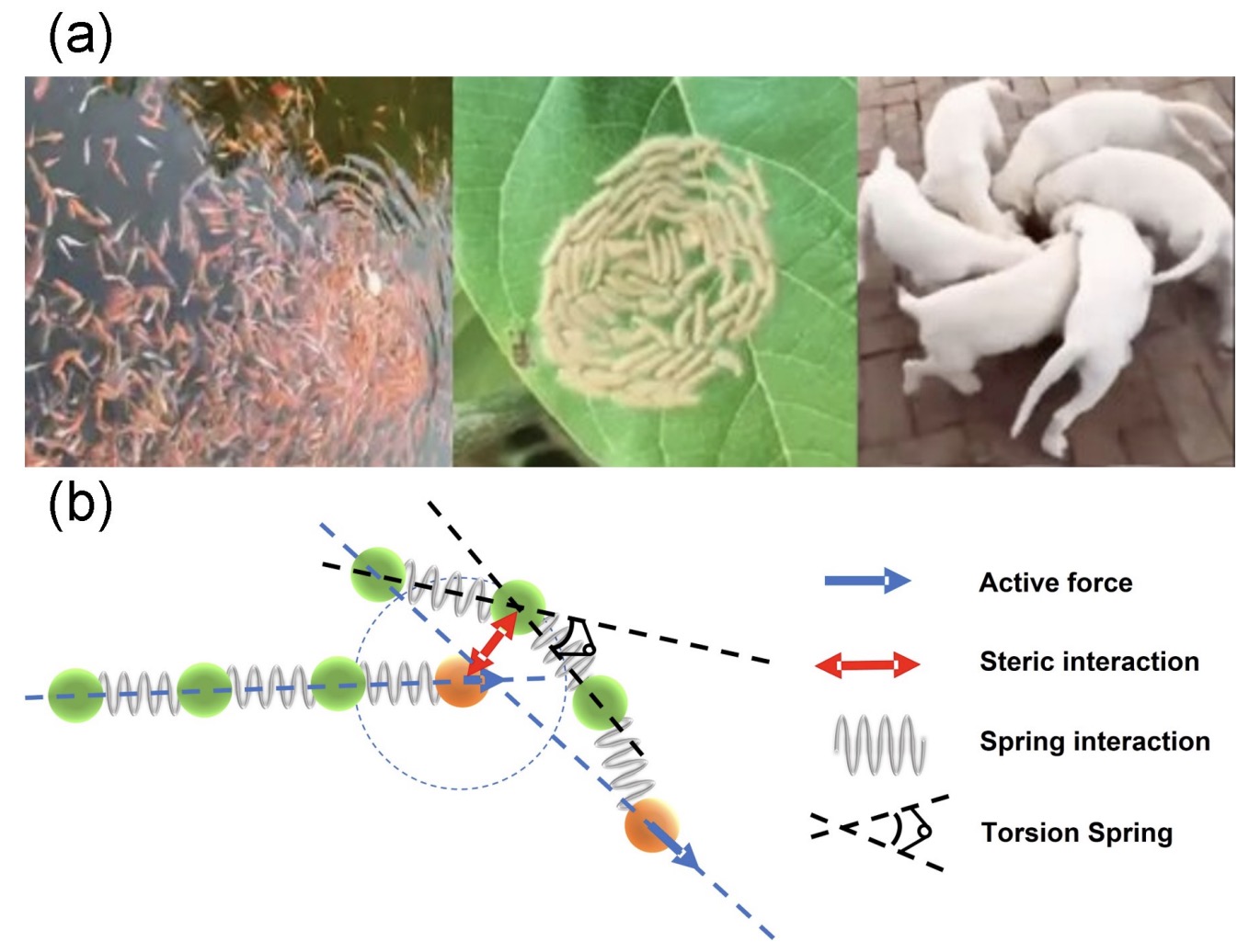 Spontaneous Stable Rotation of Flocking Flexible Active Matter | You ...