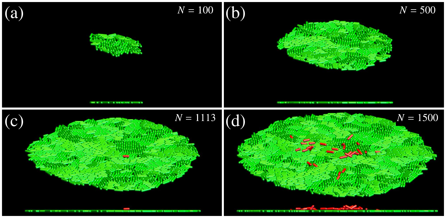Mono- To Multilayer Transition in Growing Bacterial Colonies | You Soft Matter Group